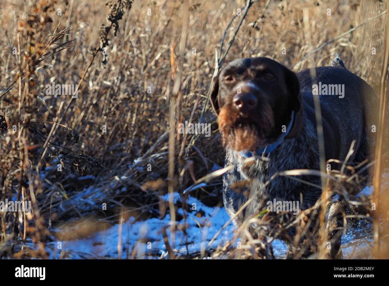 German doping dog Drathaar on the hunt in winter Stock Photo - Alamy