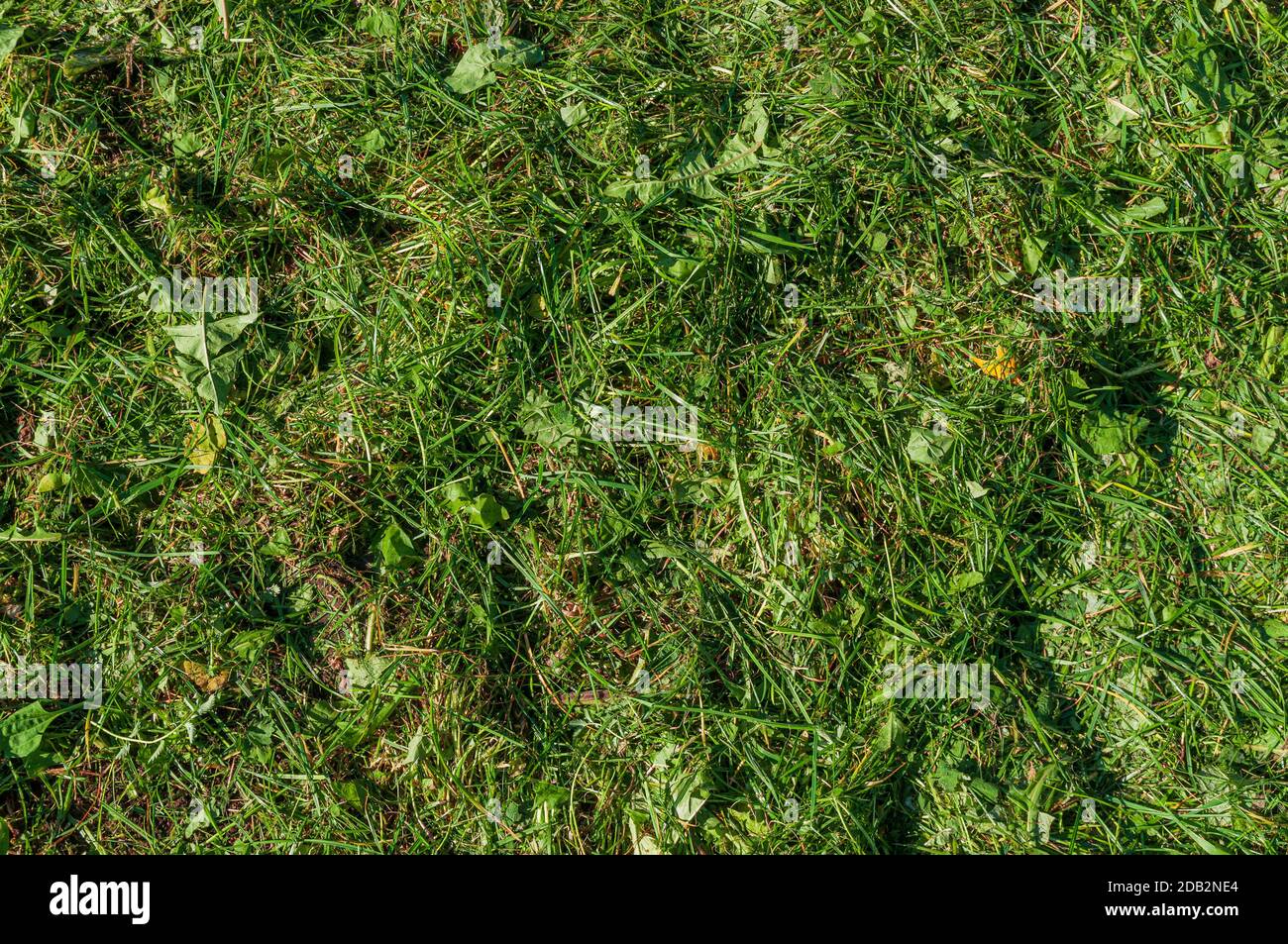 abstract background with mown grass. The texture of the lawn after a ...
