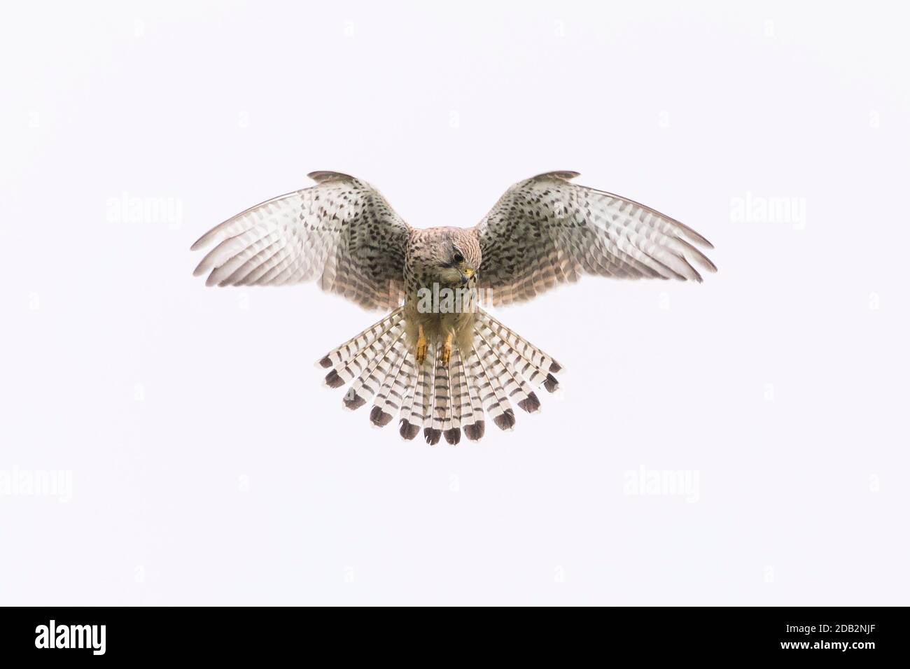 Europe falconidae Cut Out Stock Images & Pictures - Alamy