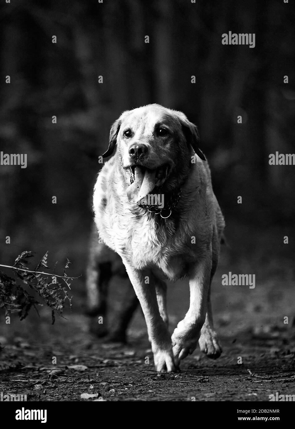 A vertical grayscale shot of a labrador running Stock Photo - Alamy
