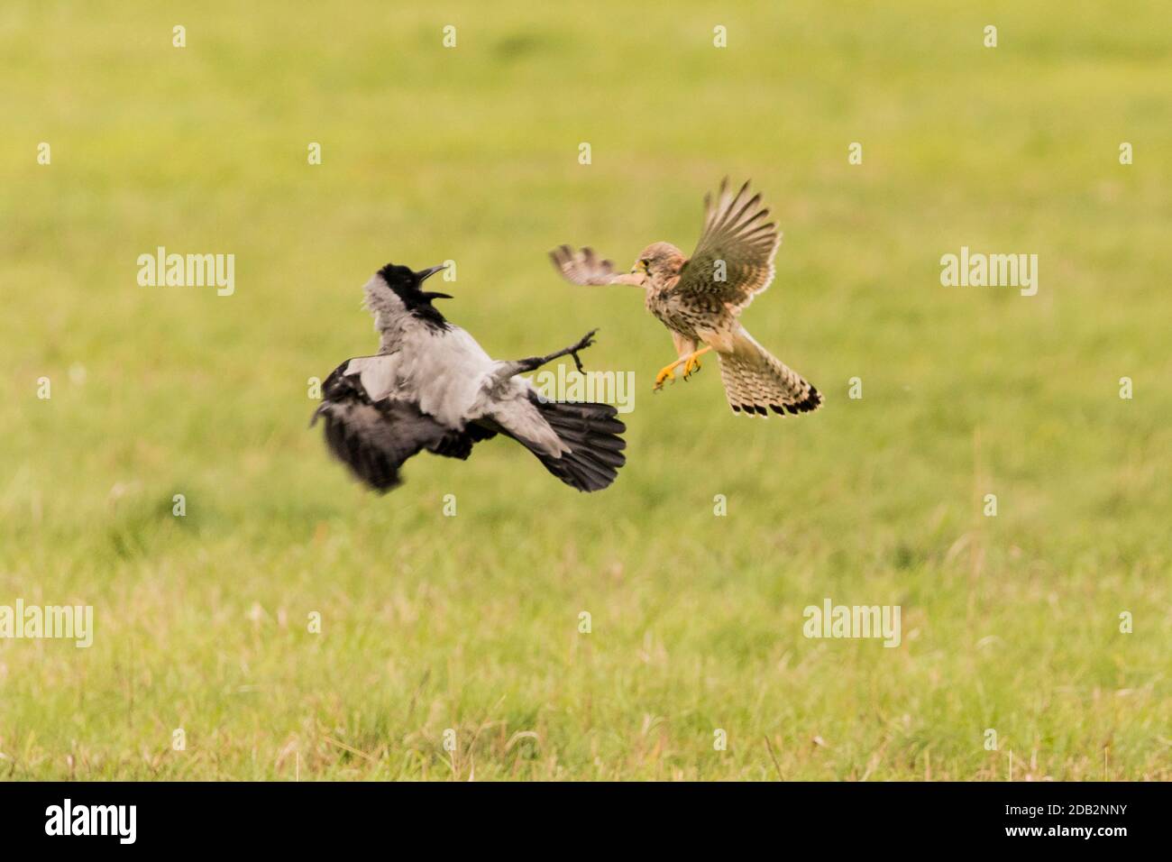 Crow fight flight hi-res stock photography and images - Alamy