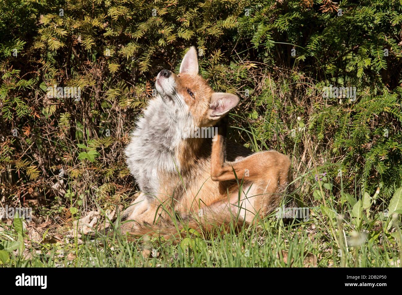 Red Fox (Vulpes vulpes) scratching its ear. Germany Stock Photo - Alamy