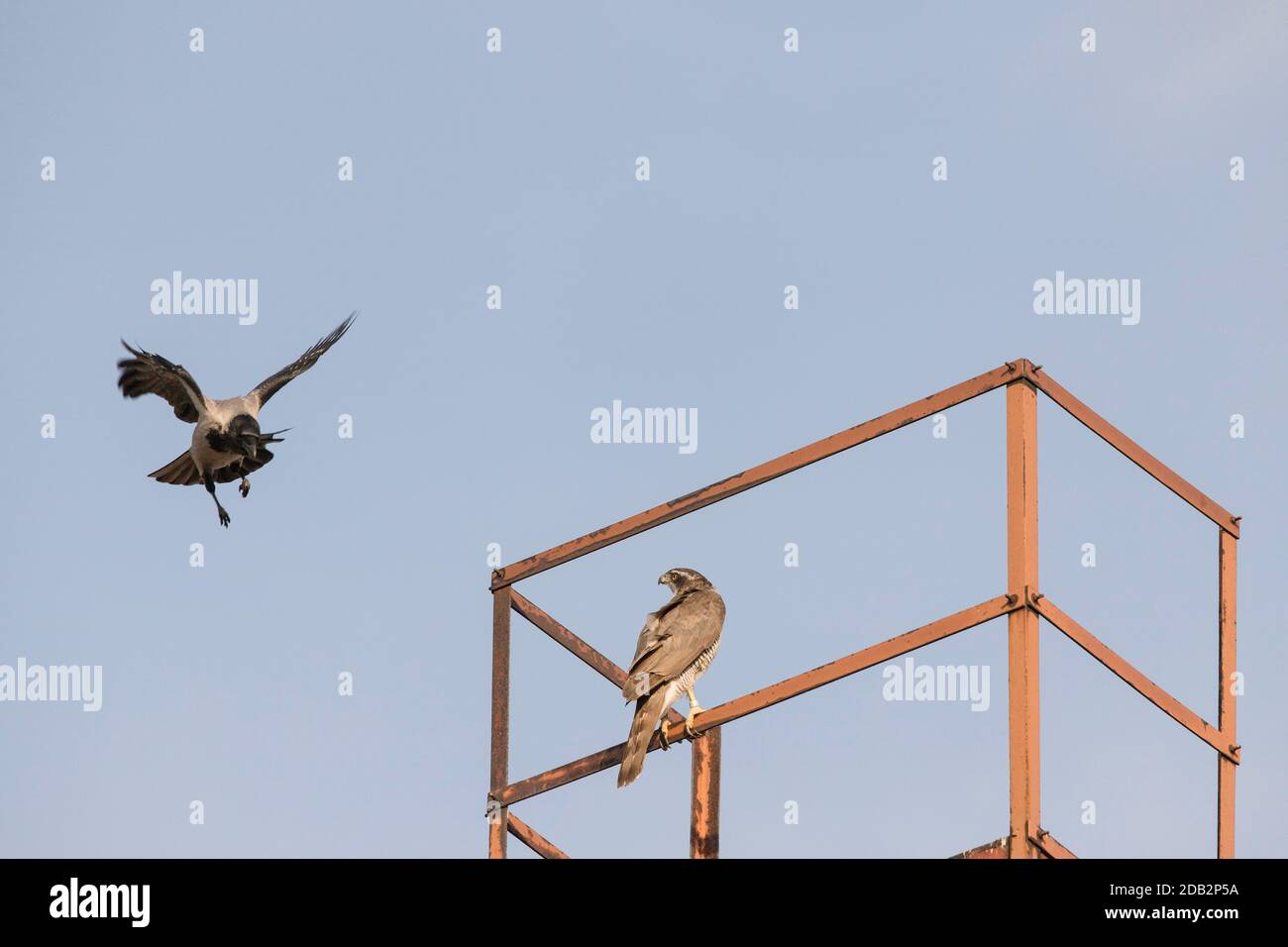 Crow attack hi-res stock photography and images - Alamy