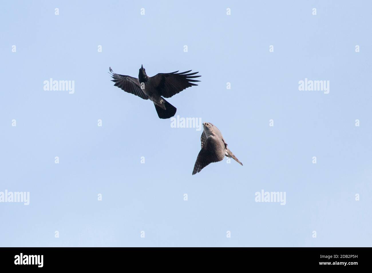 Goshawk fighting hi-res stock photography and images - Alamy