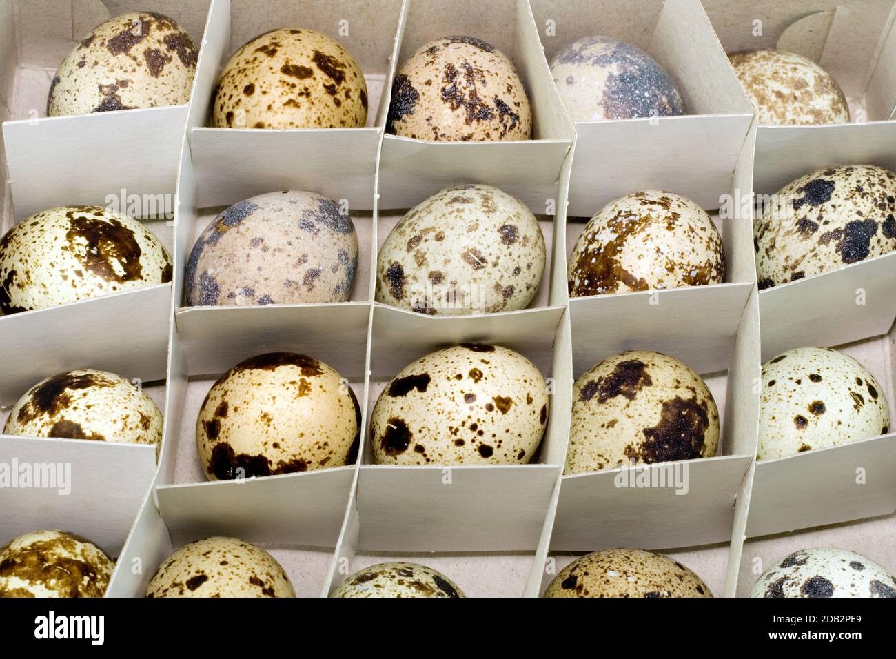 Quail eggs carton hi-res stock photography and images - Alamy