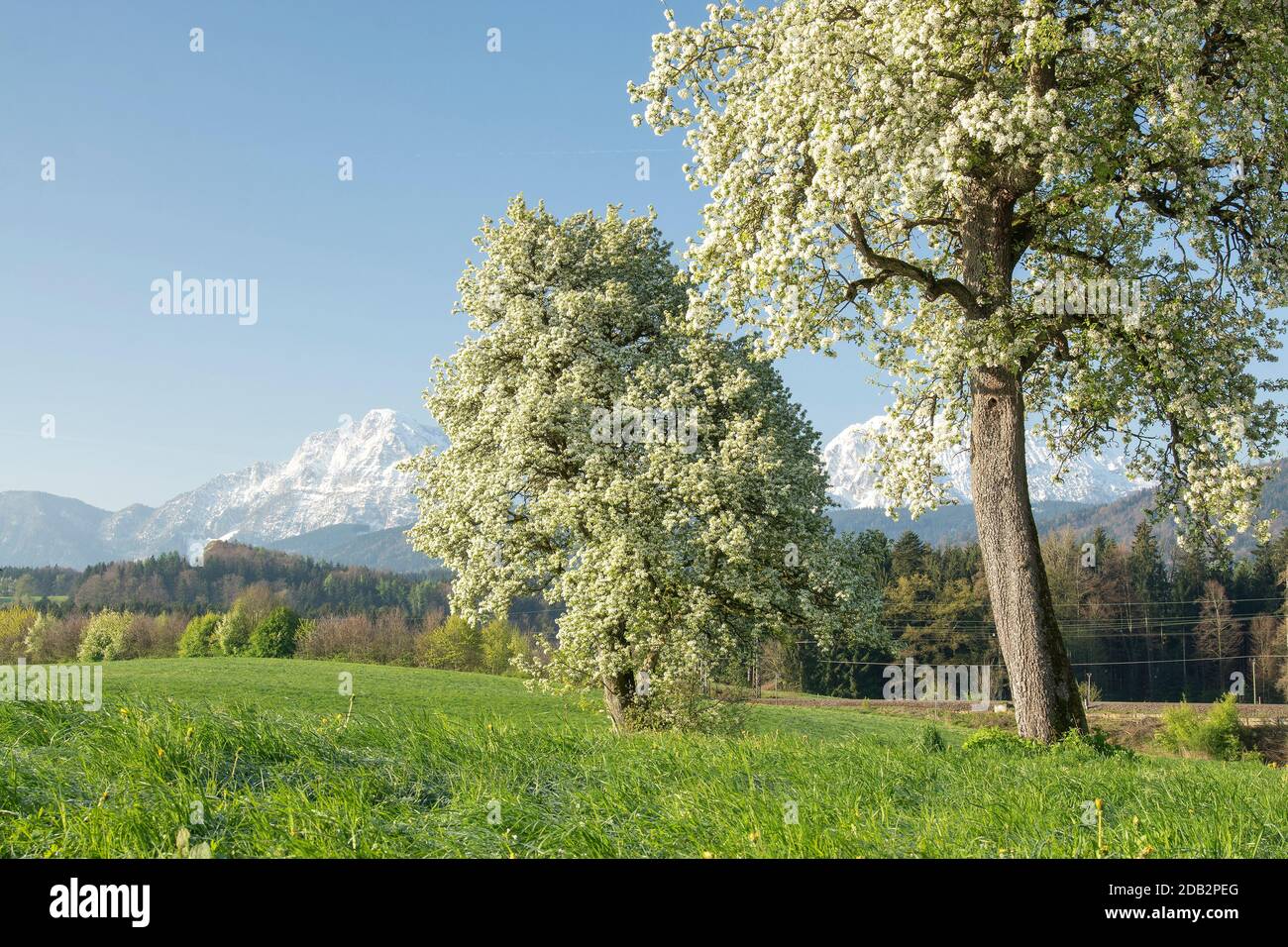 Common Pear, European Pear (Pyrus communis). Flowering trees in spring ...