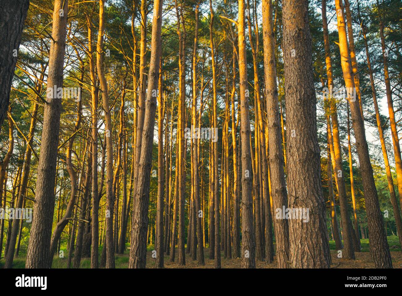 Low sunlight on pine trees in West Sussex, England, UK Stock Photo - Alamy