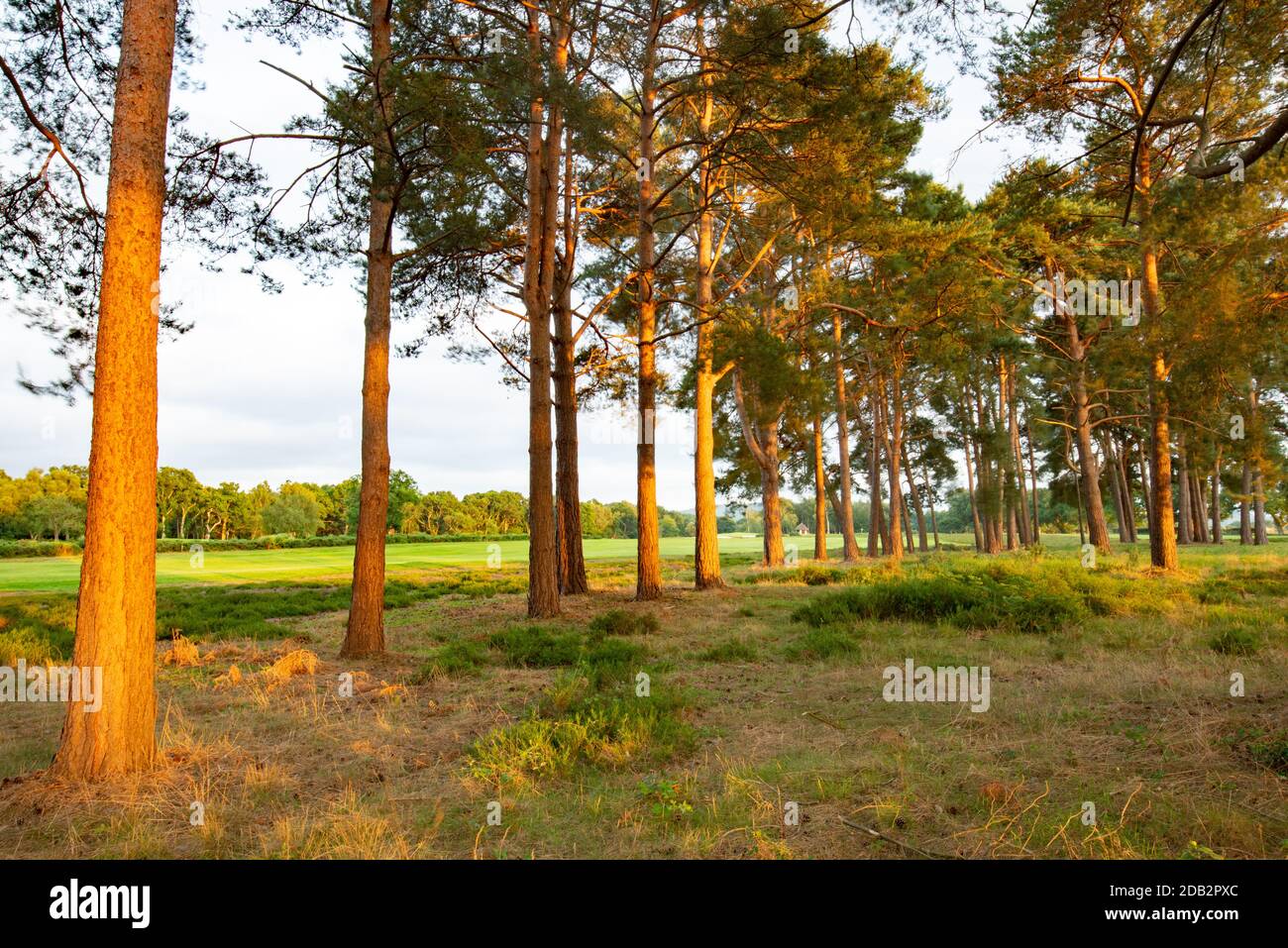 On pine trees hi-res stock photography and images - Alamy