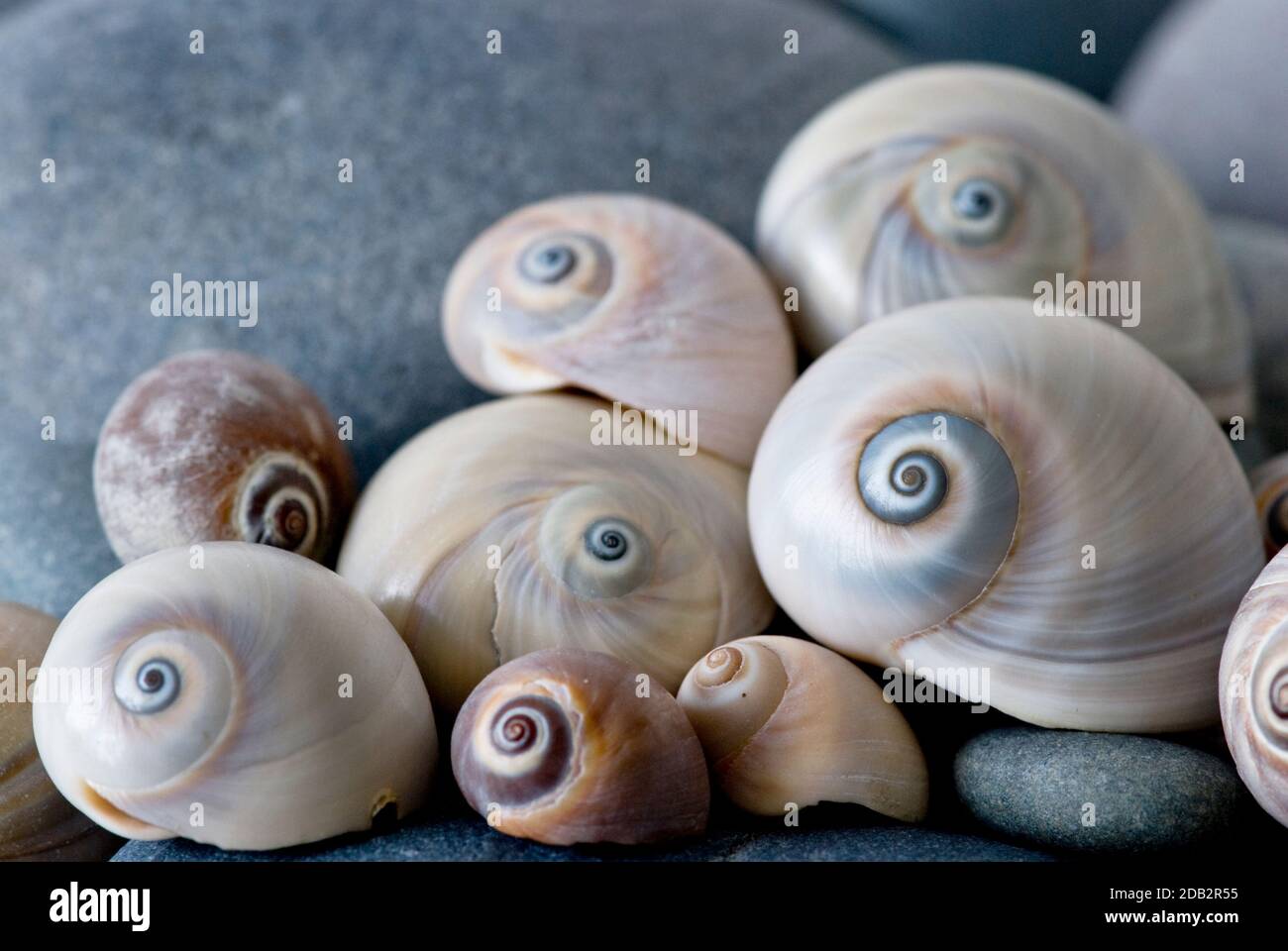 close up of sharks eye snail shell and pebble Stock Photo - Alamy
