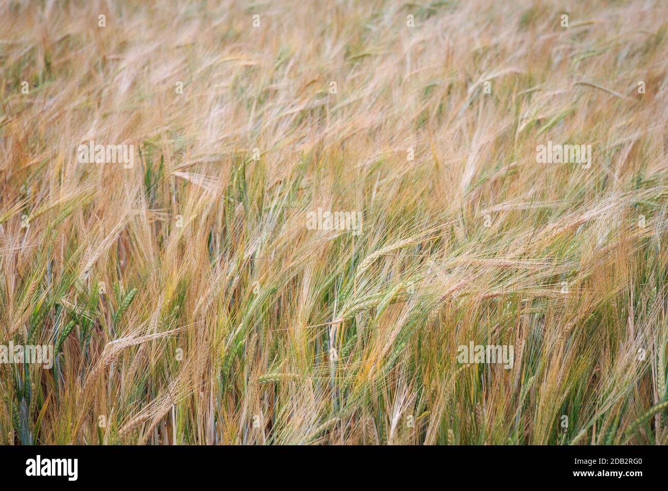 Wheat field - barley Stock Photo - Alamy