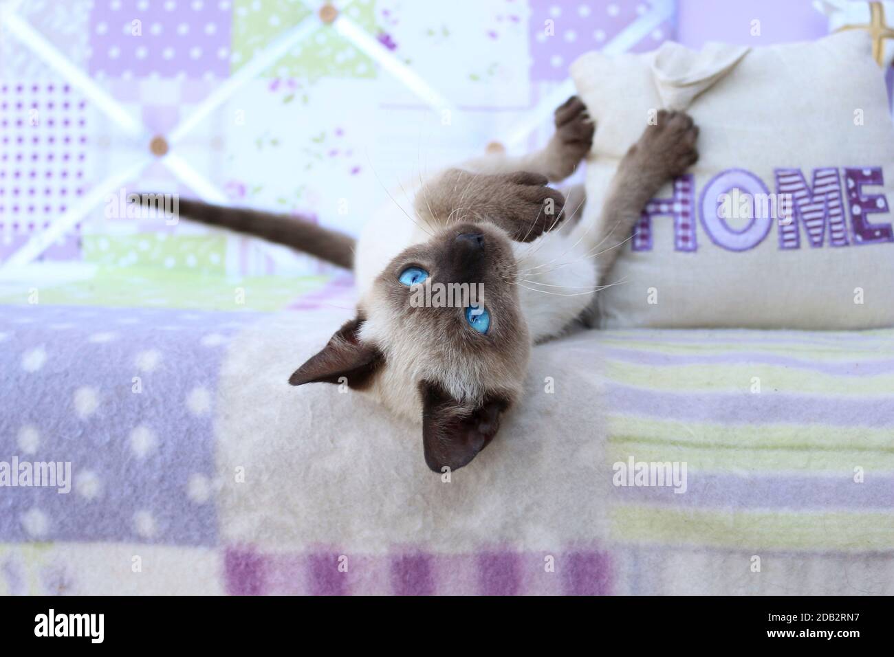 Siamese cat playing on a couch. Spain Stock Photo - Alamy