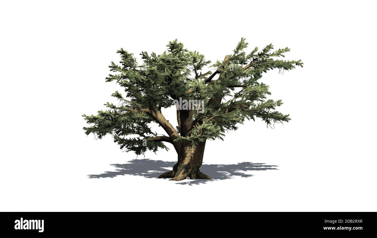 Cedar of Lebanon tree with shadow on the floor Stock Photo - Alamy