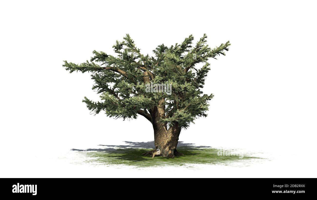 Lebanon cedar tree Cut Out Stock Images & Pictures - Alamy