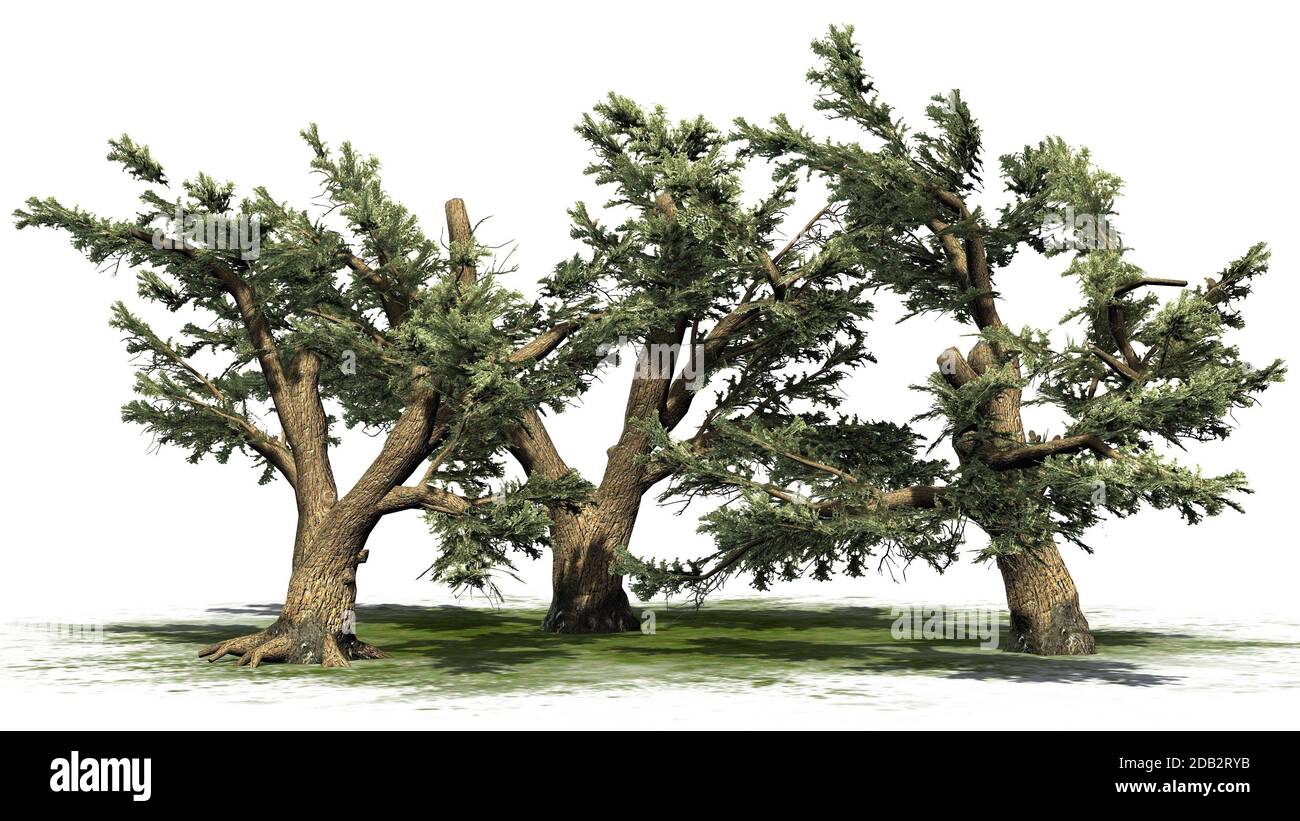 Cedar of Lebanon tree cluster on a green area Stock Photo - Alamy