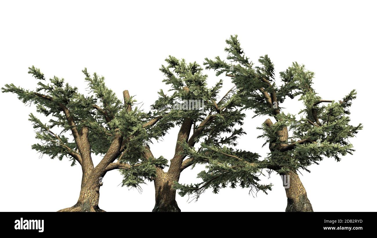 Summer landscape lone tree Cut Out Stock Images & Pictures - Alamy