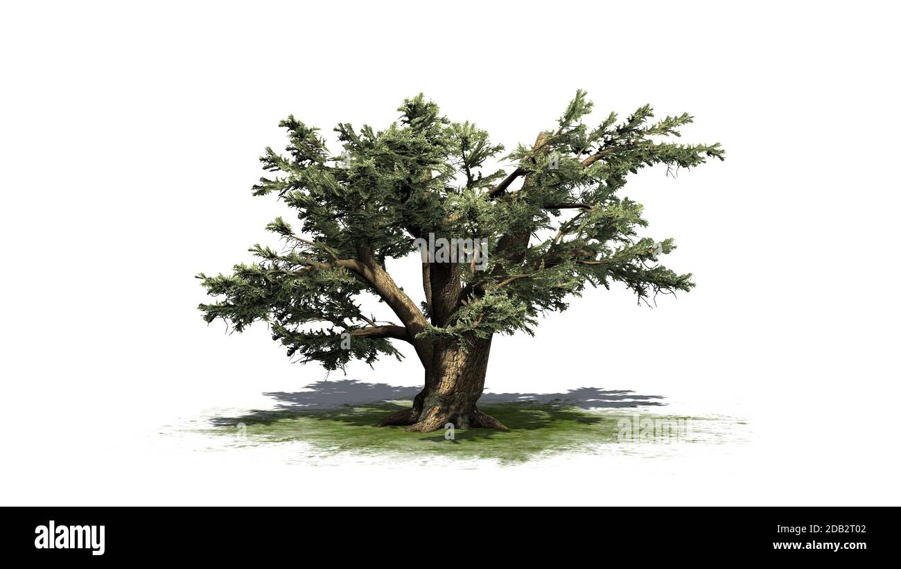 Lebanon cedar tree Cut Out Stock Images & Pictures - Alamy