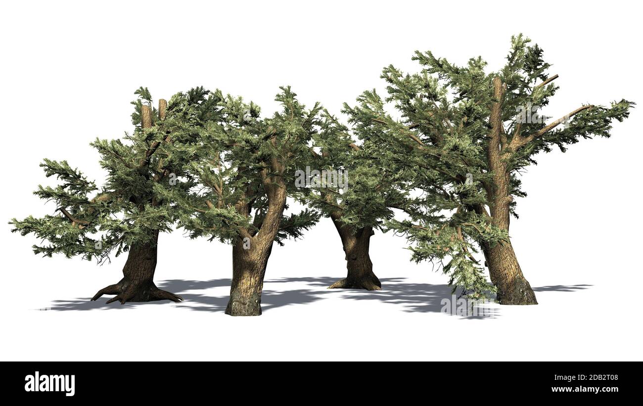 Cedar of Lebanon tree cluster with shadow on the floor Stock Photo - Alamy