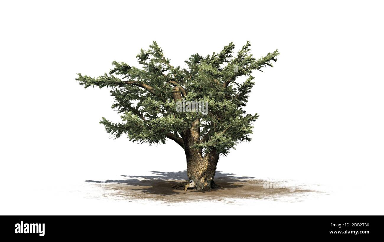 Cedar of Lebanon tree cluster on a sand area Stock Photo - Alamy