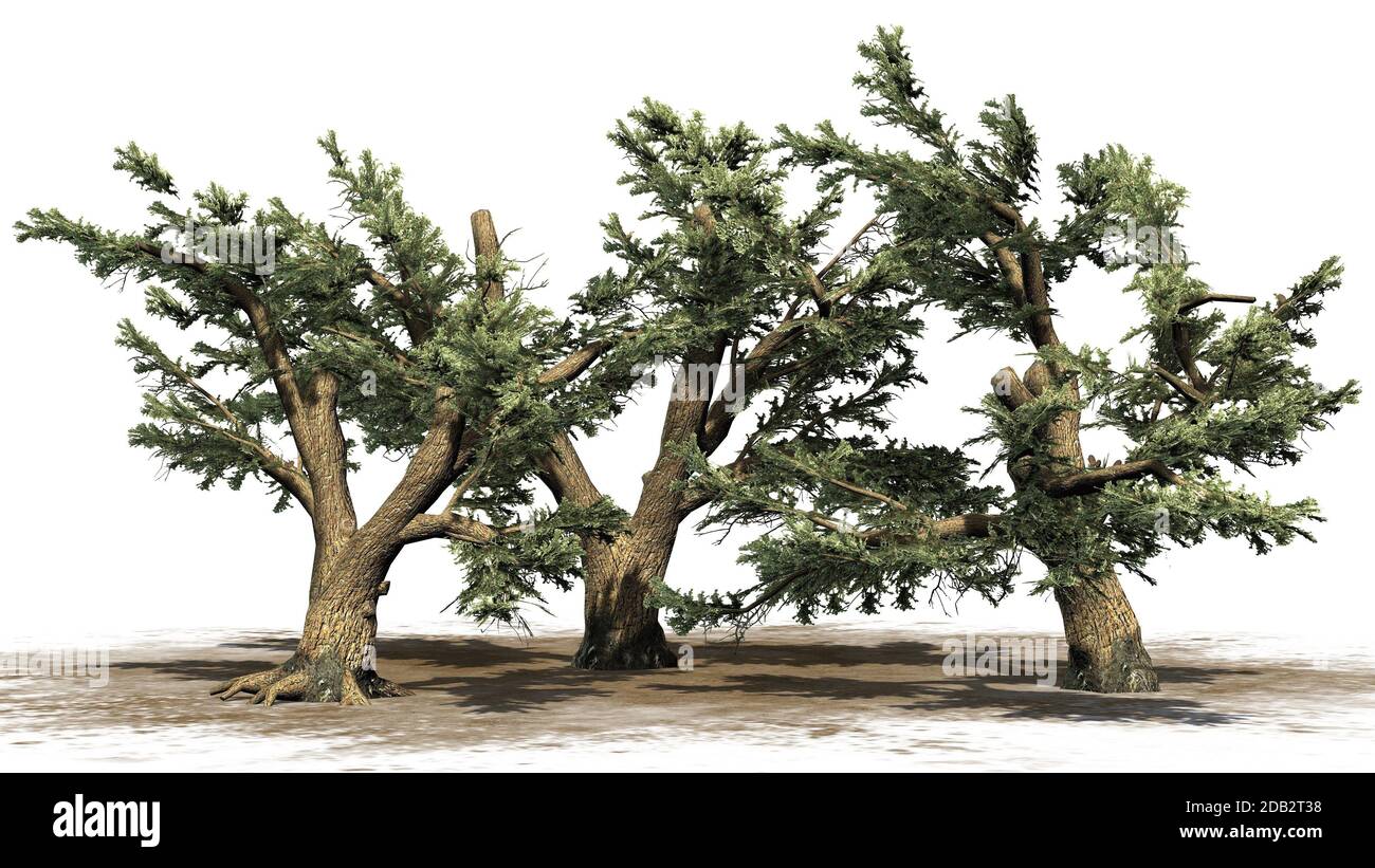 Cedar of Lebanon tree cluster on a sand area Stock Photo - Alamy