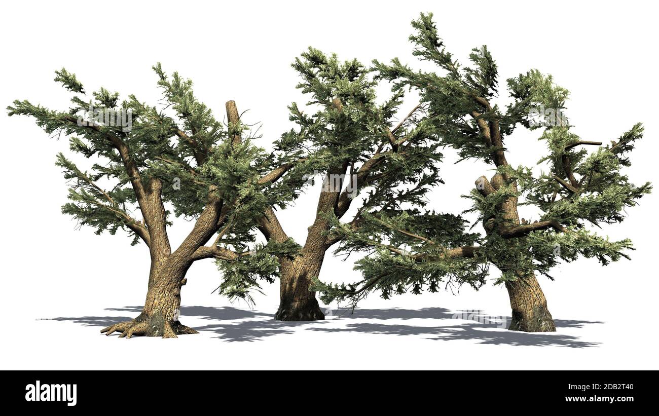 Cedar of Lebanon tree cluster with shadow on the floor Stock Photo - Alamy