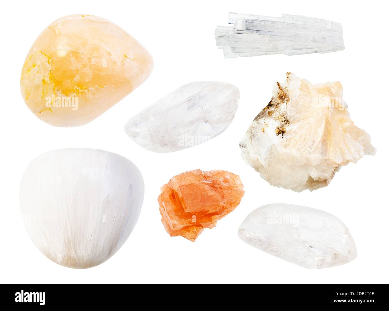 Epidesmine hi-res stock photography and images - Alamy