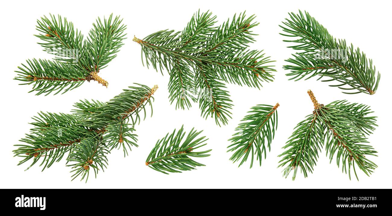 Christmas tree on background winter Cut Out Stock Images & Pictures - Alamy