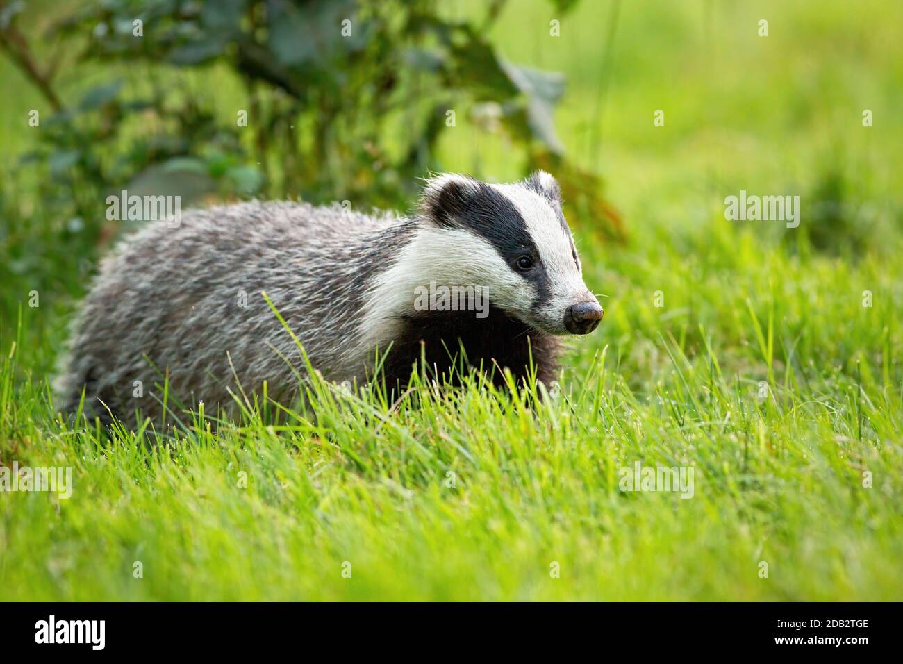 Cute european badger, meles meles, looking with small black eyes on a ...