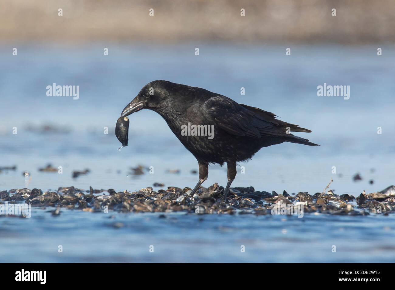 Carrion Crow (Corvus corone). Adult with Common Mussel (Mytilus edulis ...