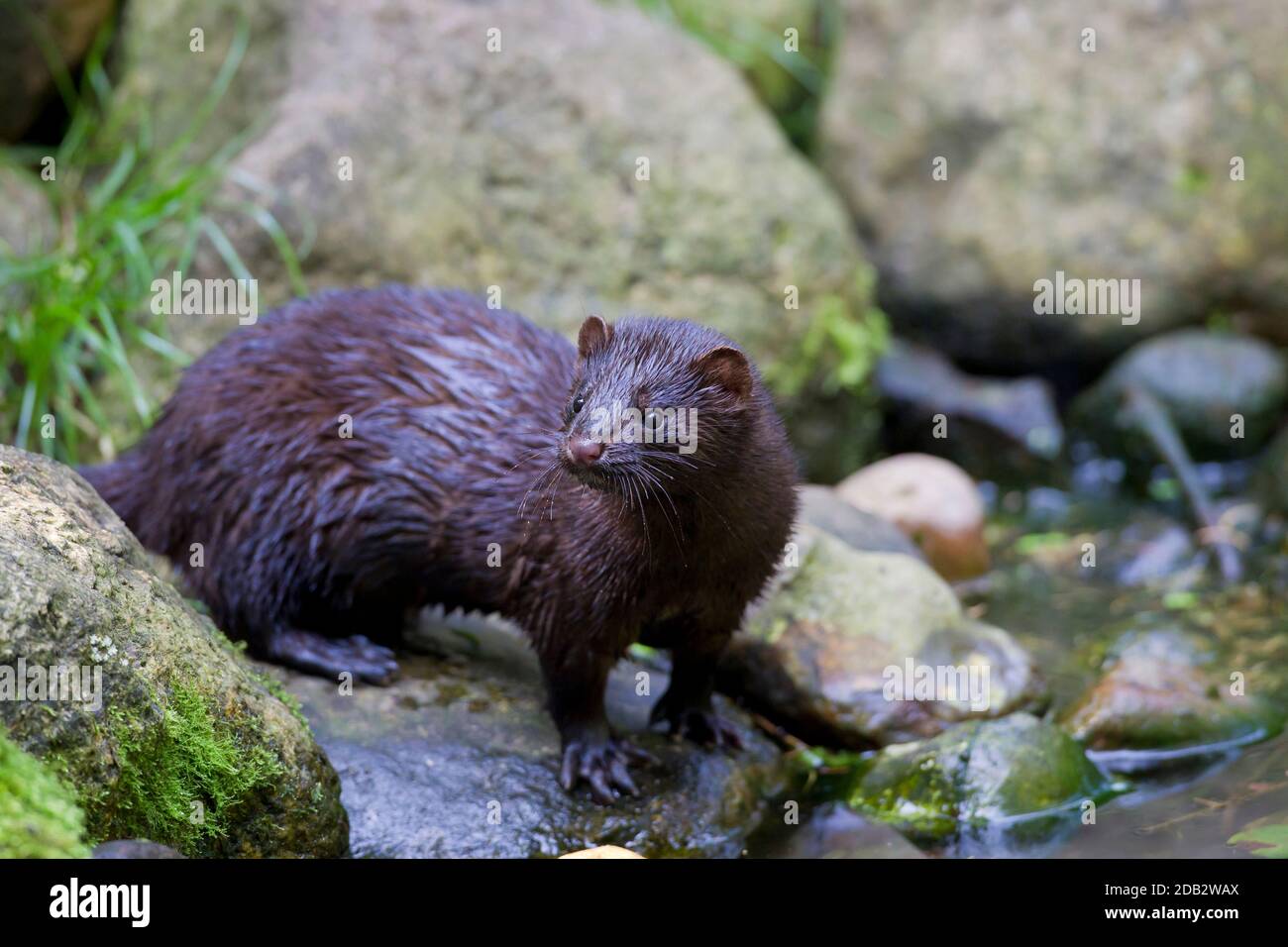 American Mink (Mustela vison). Adult foraging next to a stream Stock ...