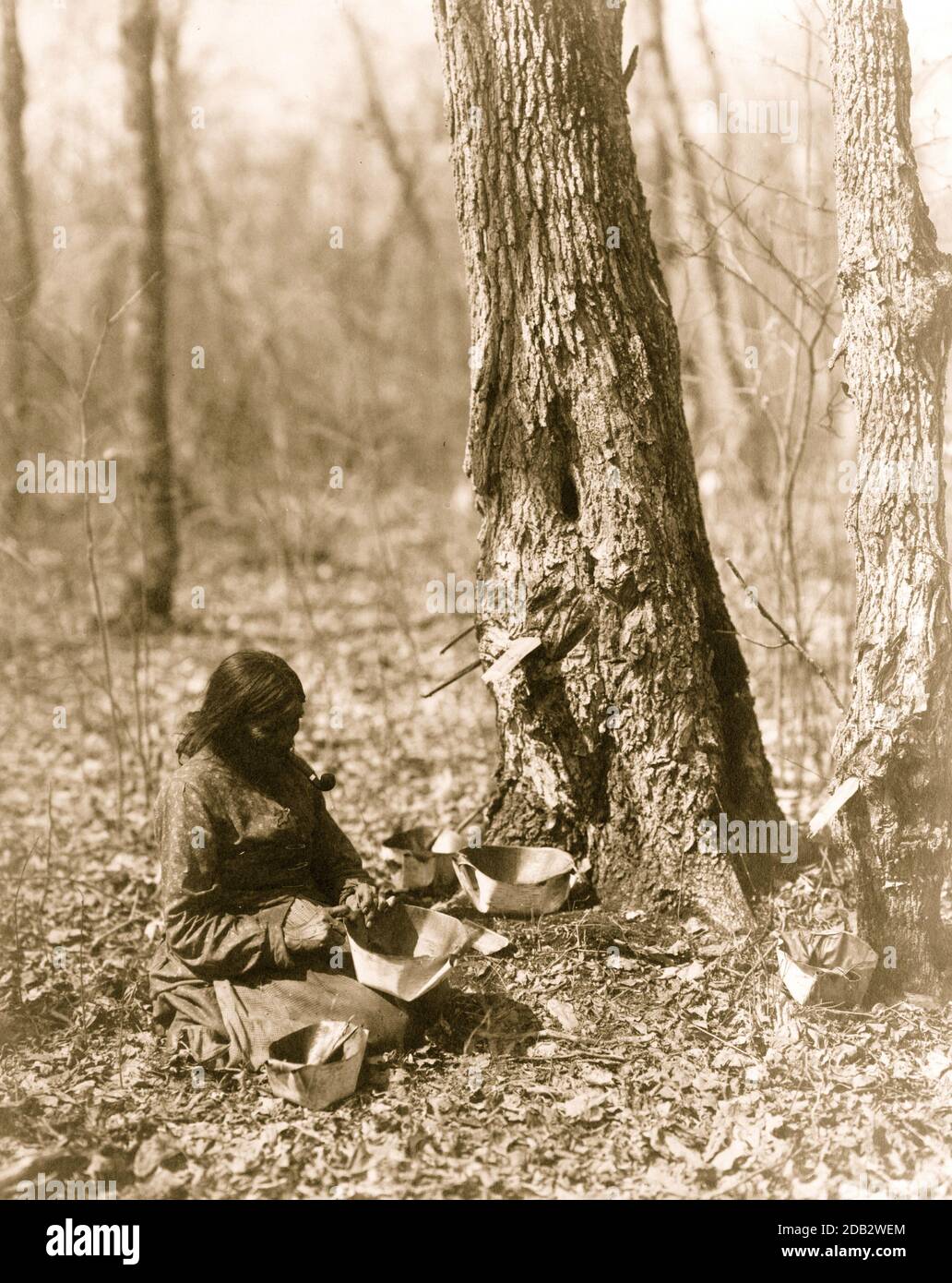 Indian woman tapping maple sap Stock Photo - Alamy