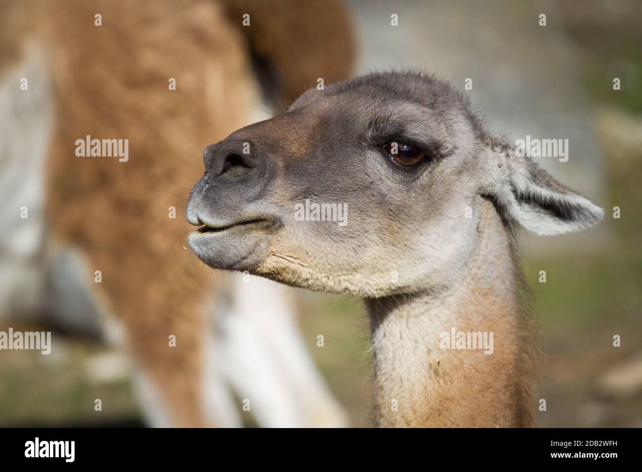 Guanaco lama guanicoe, South American camelid, which live in the high ...