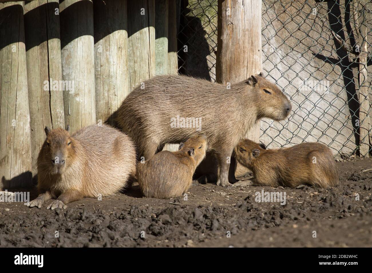 Capybara and her cubs Stock Photo - Alamy