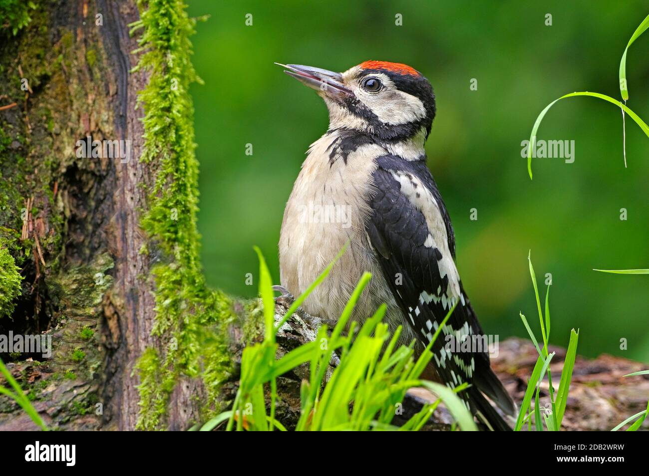 Great Spotted Woodpecker (Picoides major, Dendrocopos major). Juvenile ...