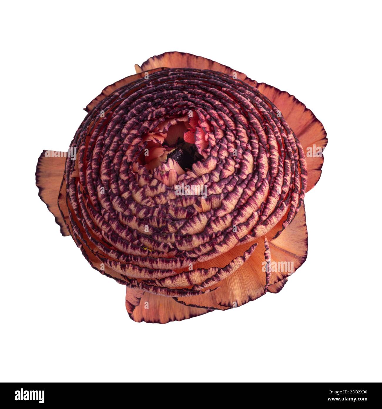 Blossom of an orange red ranunculus flower isolated on white background ...