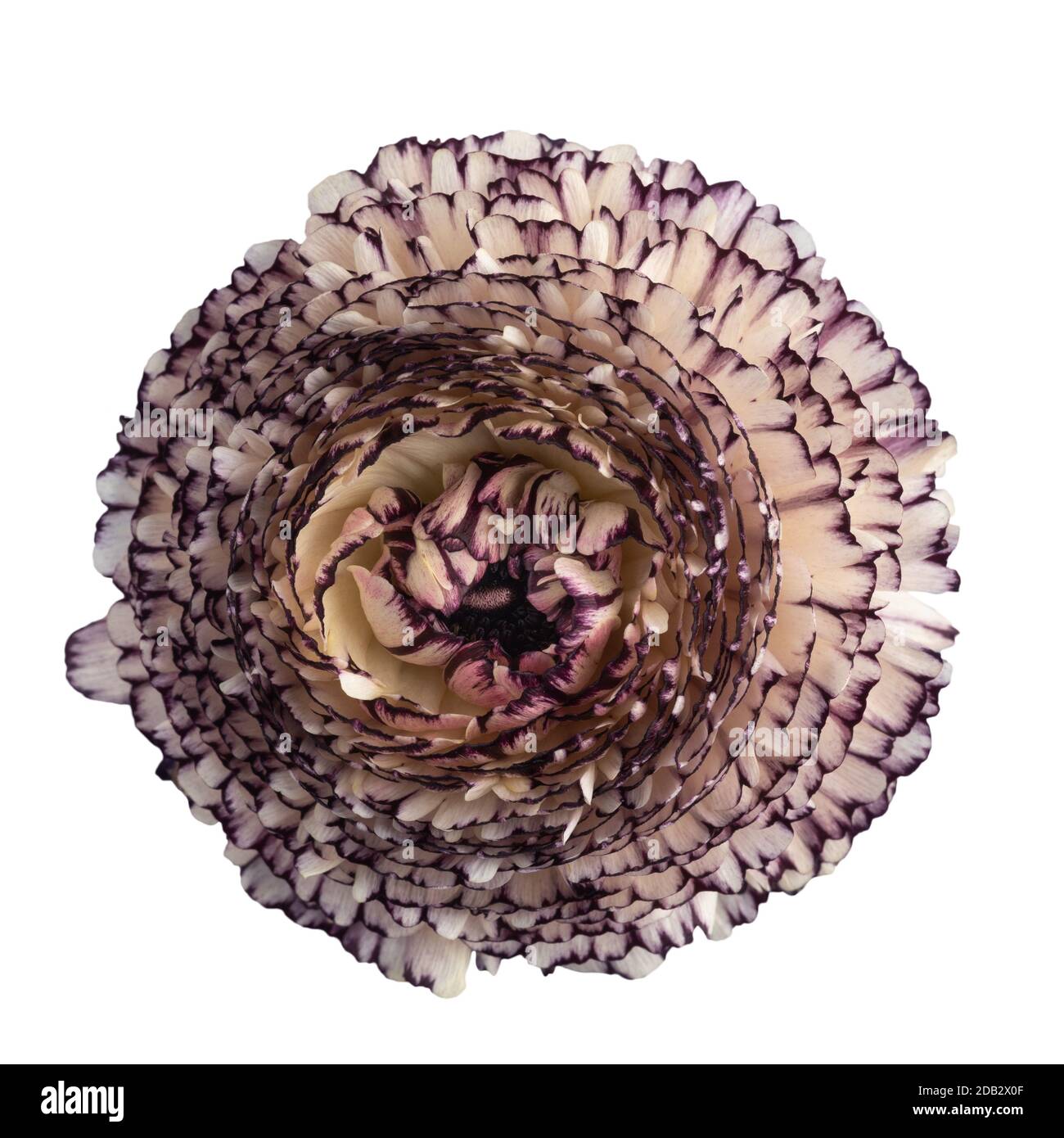 Blossom of a white and purple ranunculus flower isolated on white ...