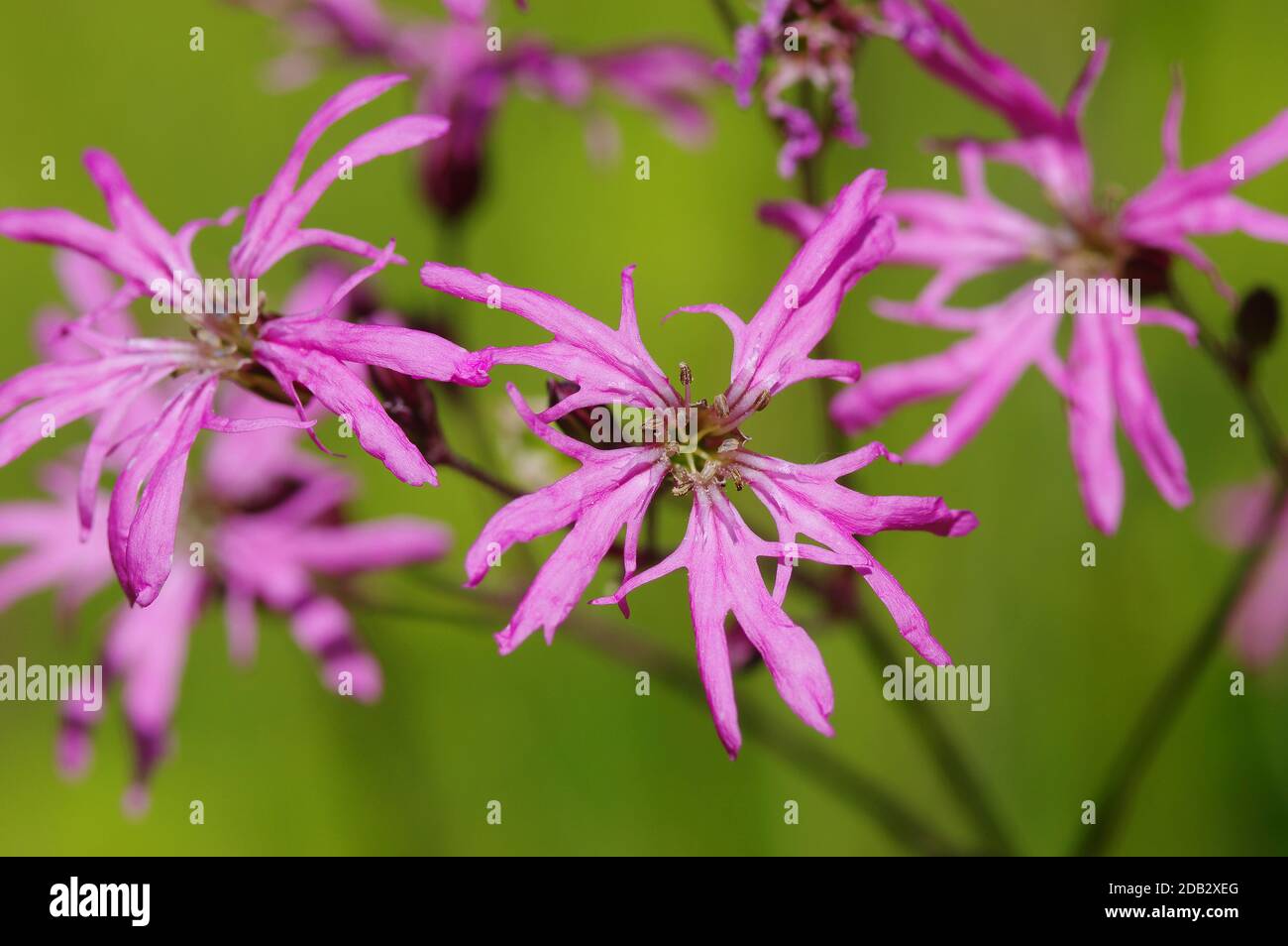 Ragged Robin Wild High Resolution Stock Photography and Images - Alamy