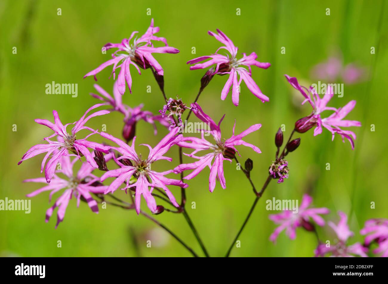 Ragged-Robin (Lychnis flos-cuculi), inflorescence. Germany Stock Photo ...