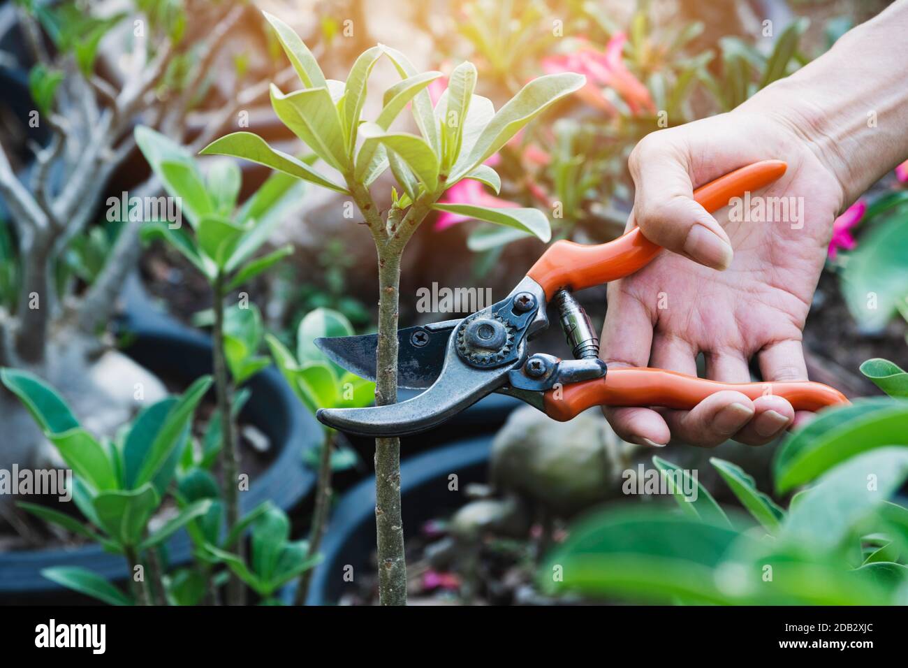 Gardener pruning trees with pruning shears on nature background Stock ...