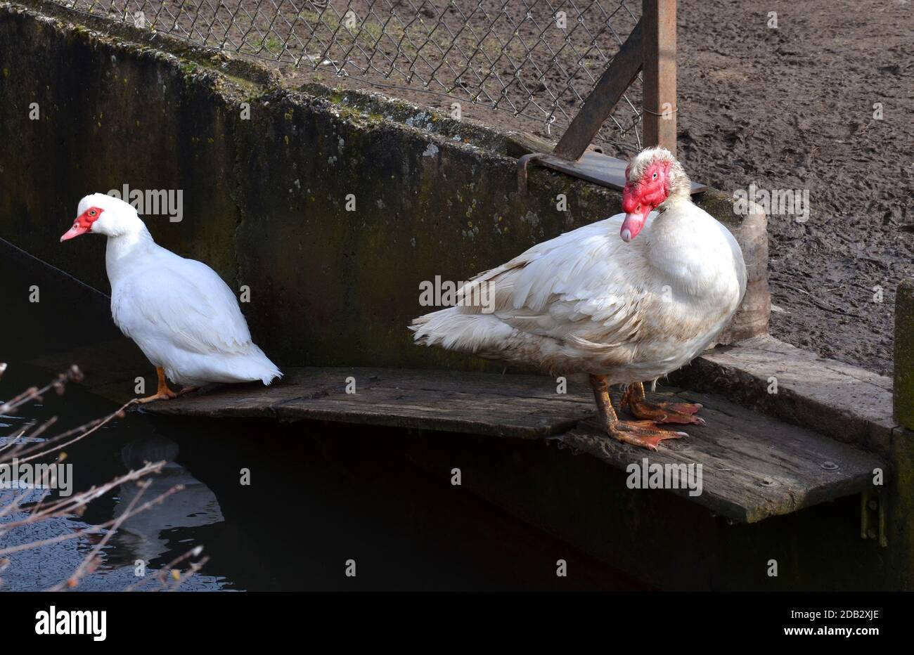 happy domestic ducks by the stream Stock Photo - Alamy