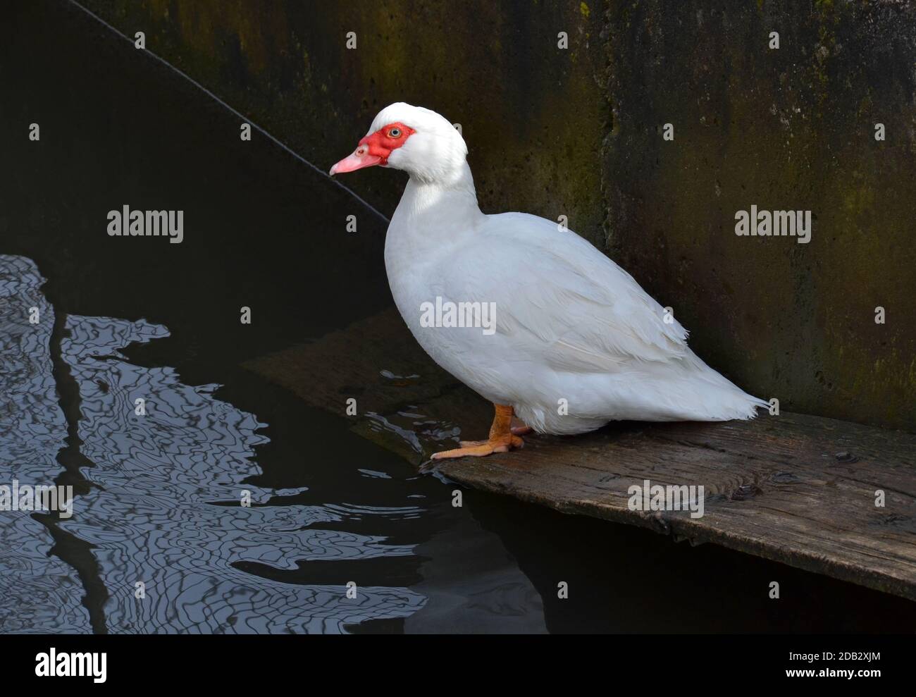 happy domestic ducks by the stream Stock Photo - Alamy