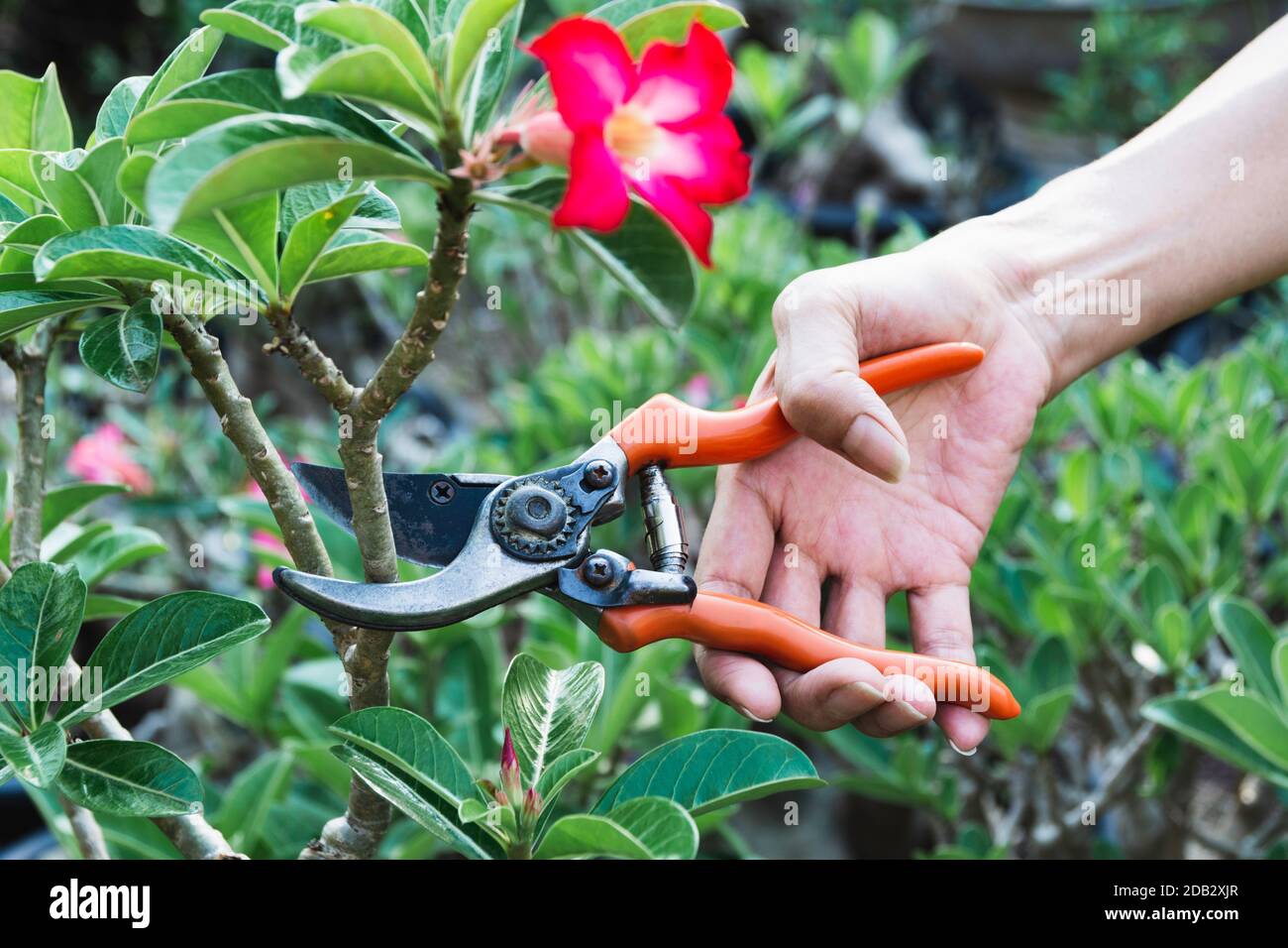 Gardener pruning trees with pruning shears on nature background Stock ...