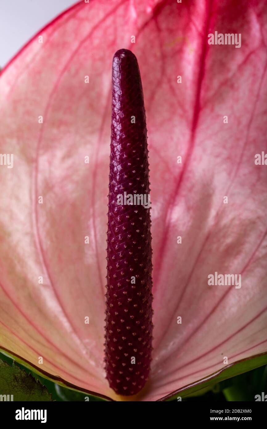 Pink color anthurium Flower in bloom in spring Stock Photo - Alamy