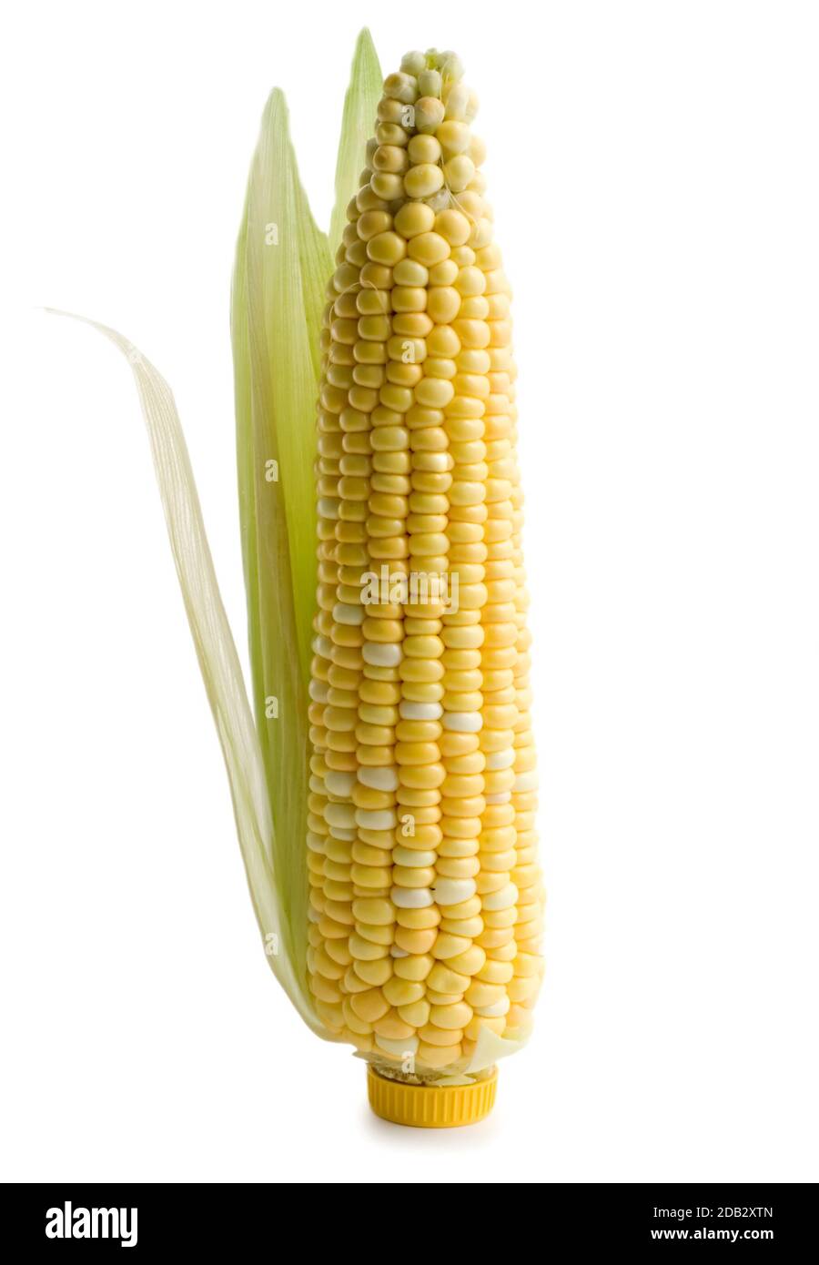 Corn cob oil close-up isolated on white background Stock Photo - Alamy