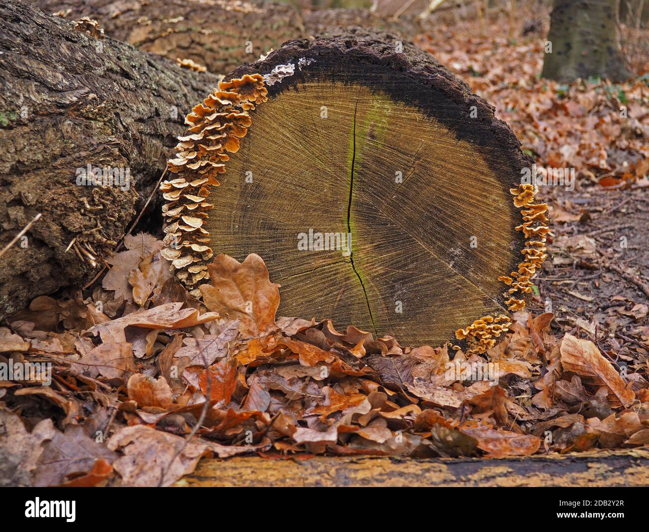 Sawed off tree trunk with tree mushrooms Stock Photo - Alamy