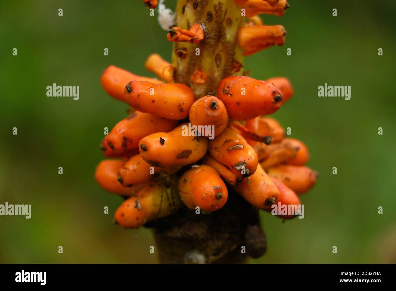 Orange color fruit of elephant foot yam, selective focus Stock Photo ...