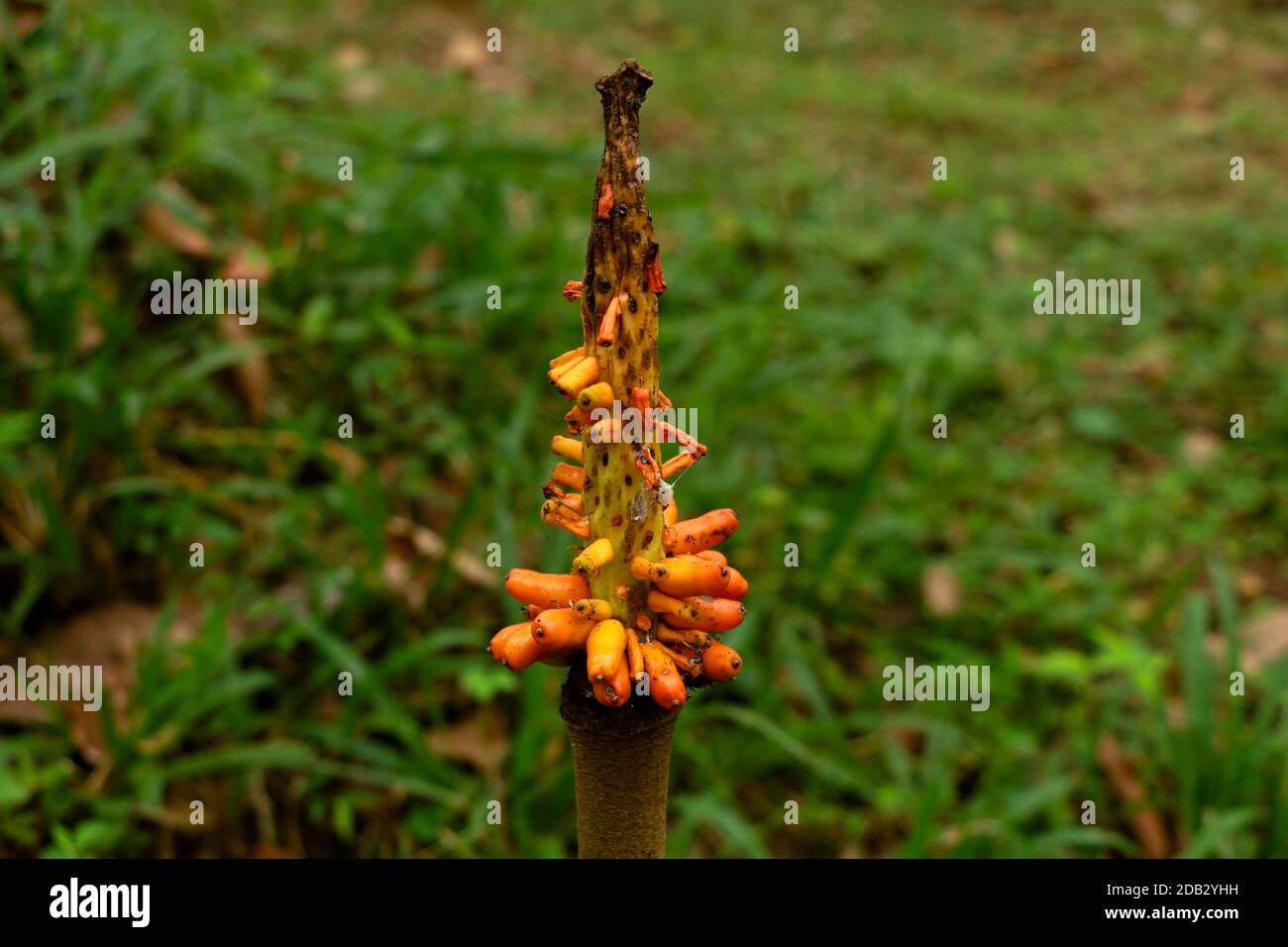 Orange color fruit of elephant foot yam, selective focus Stock Photo ...