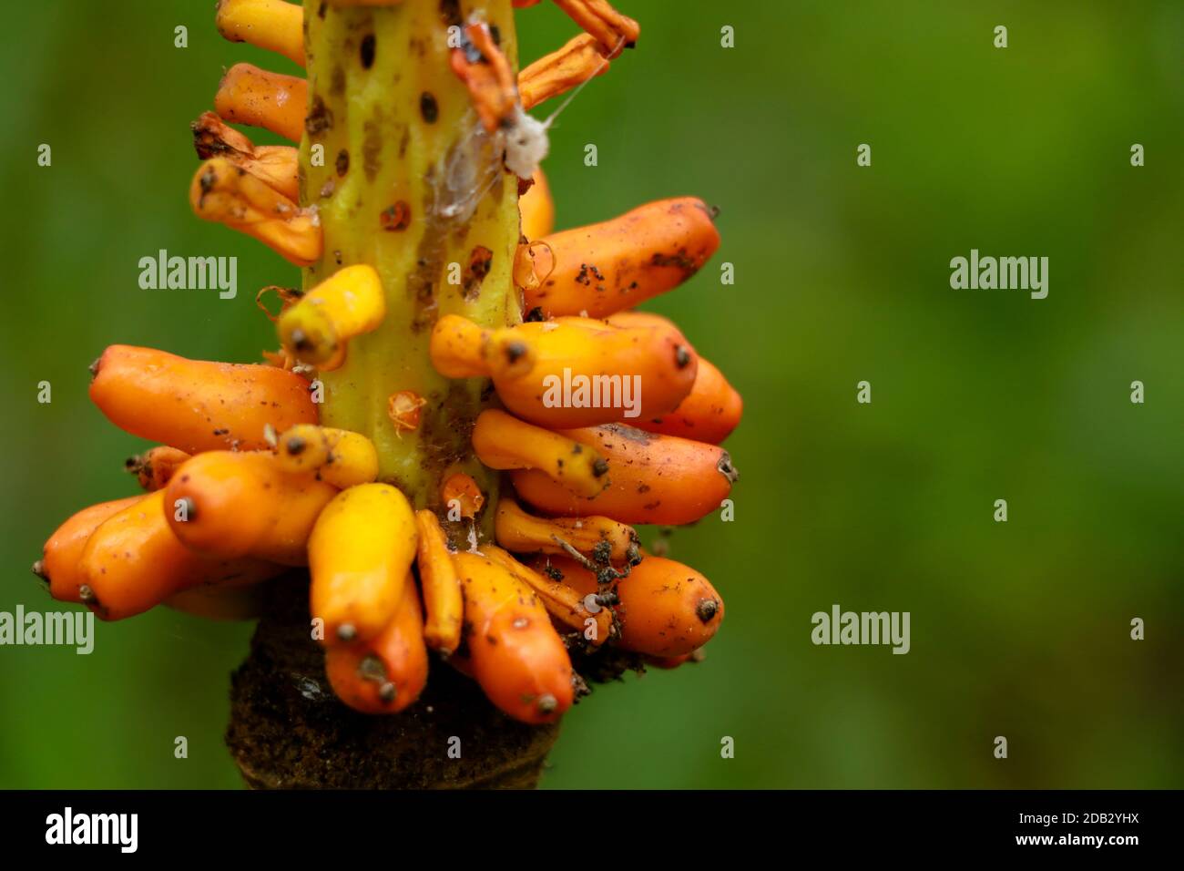 Orange color fruit of elephant foot yam, selective focus Stock Photo ...