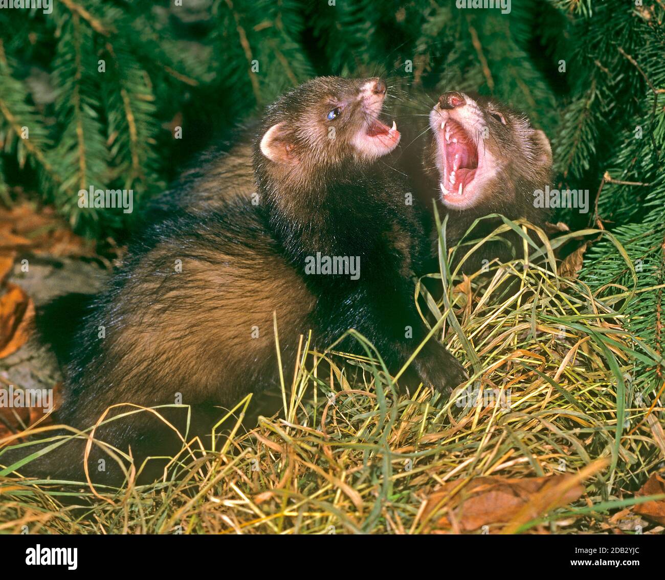 European Polecat (Mustela putorius). Ritualized mating behavior. Both ...