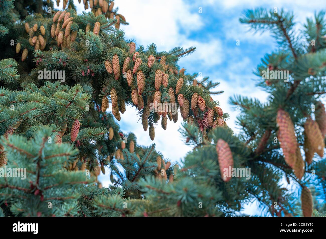 tops of blue spruce trees strewn with cones against the sky Stock Photo ...