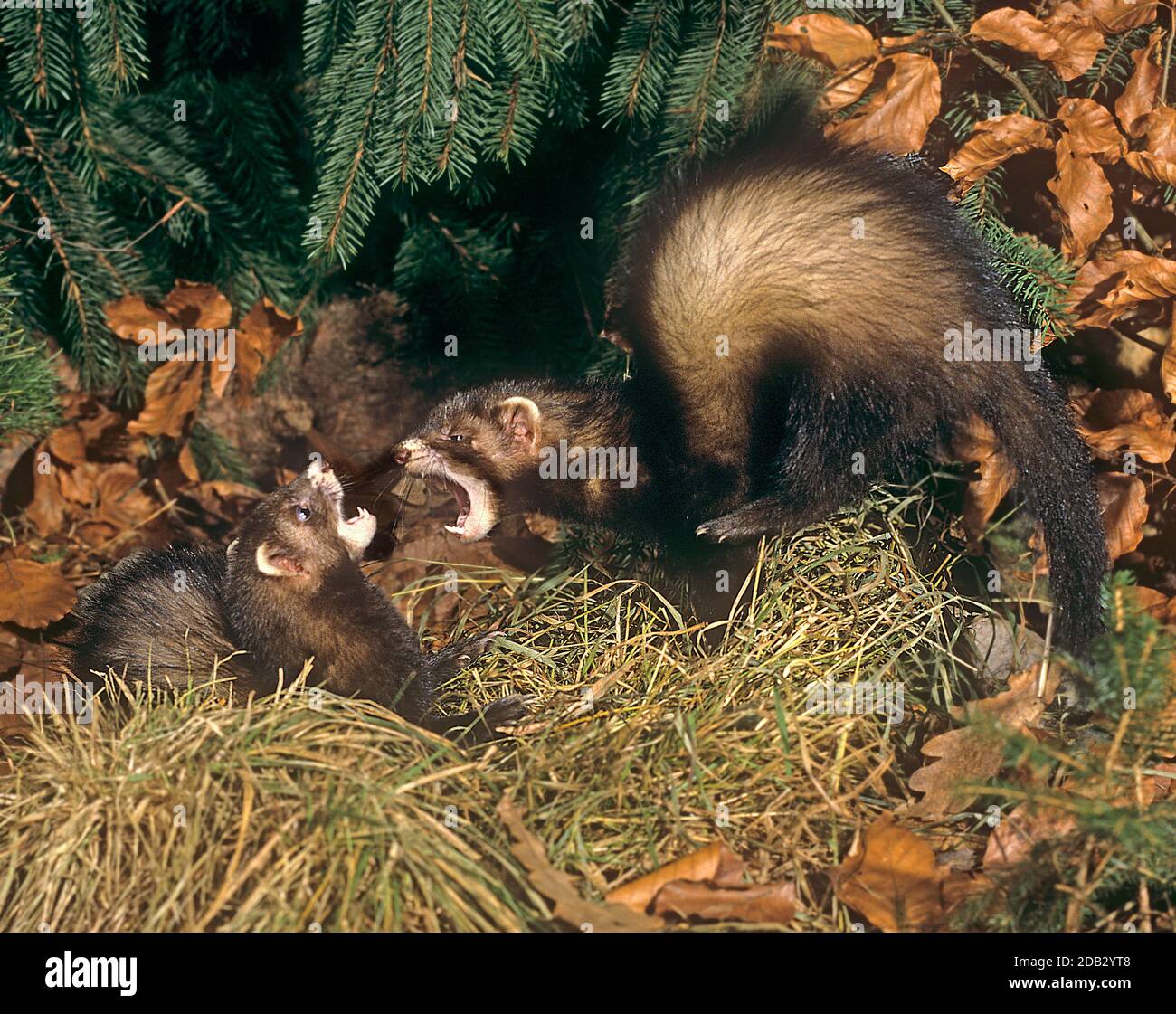 European Polecat (Mustela putorius), mating behavior: Aggressive jump ...
